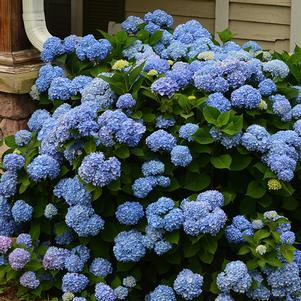 iBloom™ Azure Skies™ Hydrangea